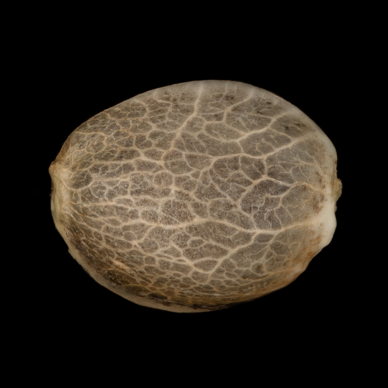 Critical Jack Auto: Graines de Cannabis Premium | Silent Seeds