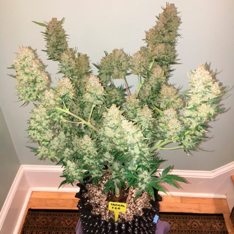 Critical+ 2.0 Cannabis Seeds Buy | Silent Seeds