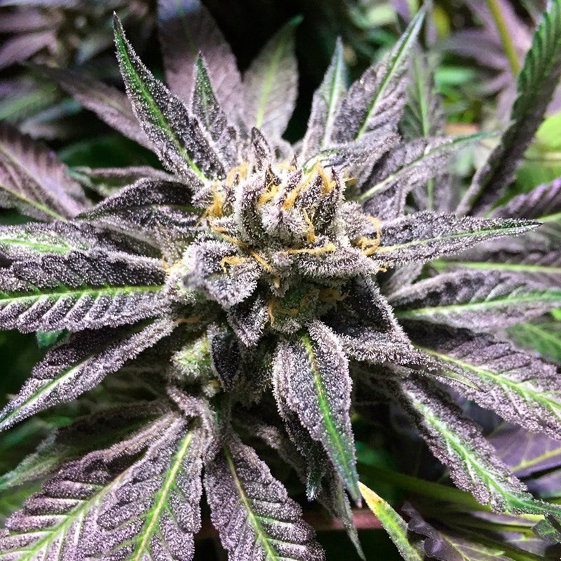 White Grapes Strain Double Grape Auto – Buy Cannabis Seeds Online