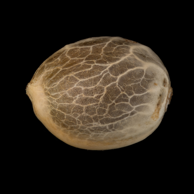 Original Amnesia: Legendary Sativa Seed | Silent Seeds