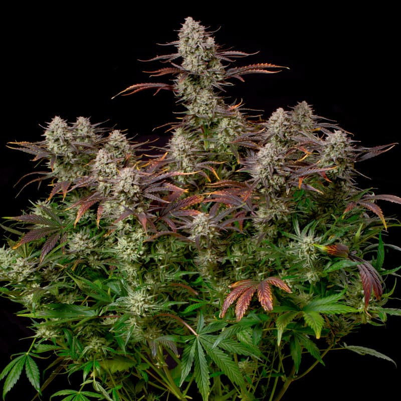 Alien Gas XXL Auto - Seme Autofiorente Femminizzato Premium | Silent Seeds