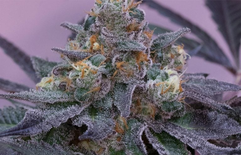 Wie behandelt man einen Botrytisbefall bei einer Cannabispflanze ...